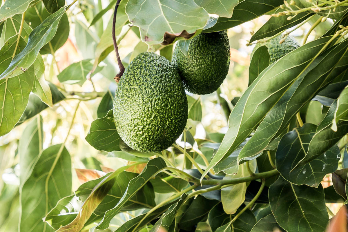 Avocados — Creamy flesh that is full of flavour | Tasmanian Grown