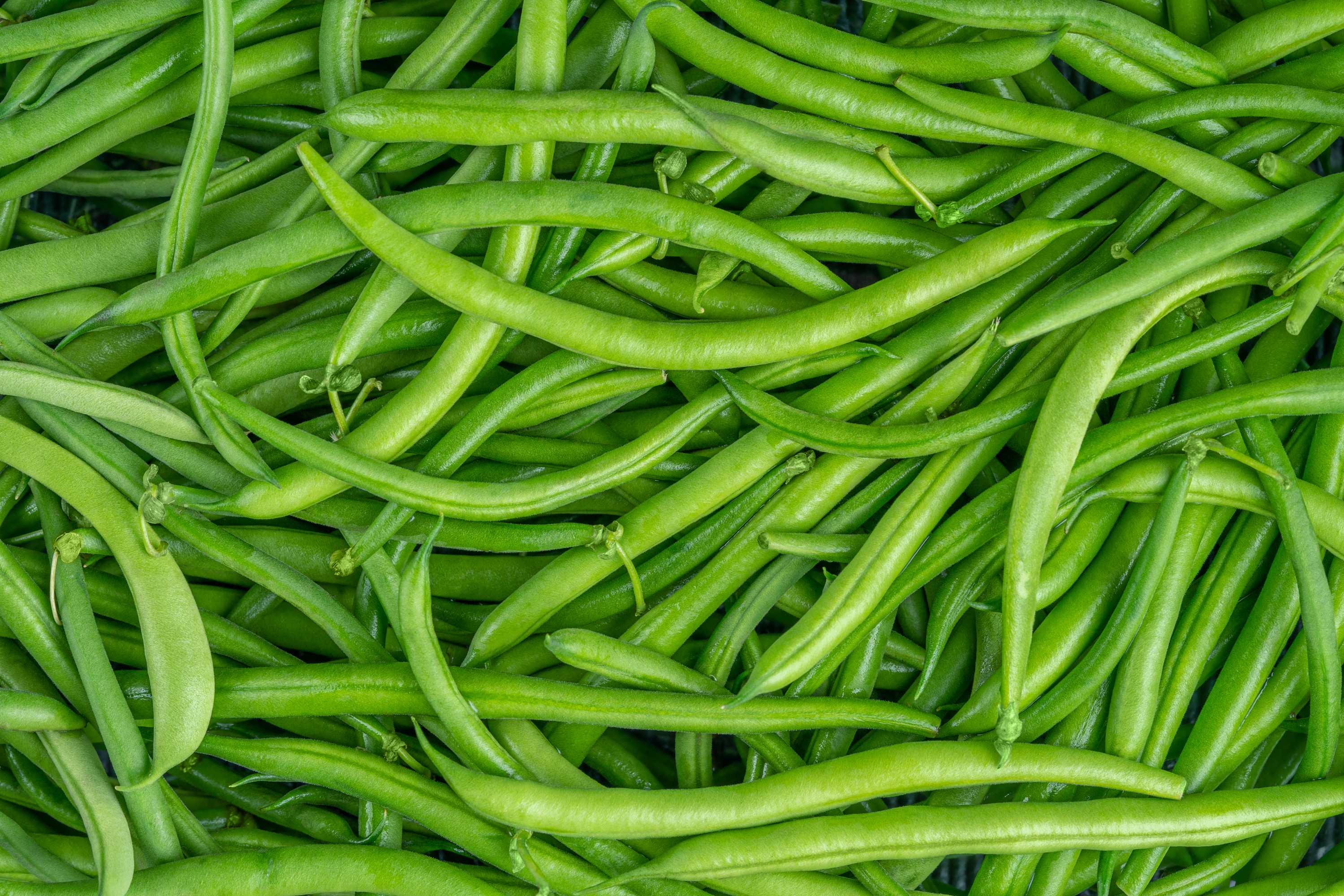Beans — Snap with freshness | Tasmanian Grown