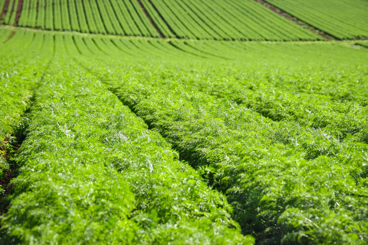Carrots — Sweet, crisp, and juicy | Tasmanian Grown