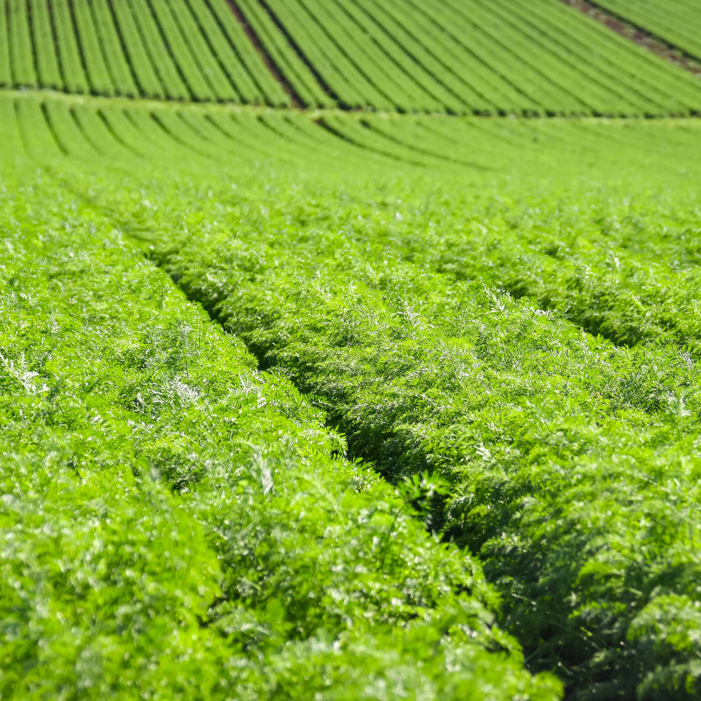 About Tasmanian Grown | Tasmanian Grown