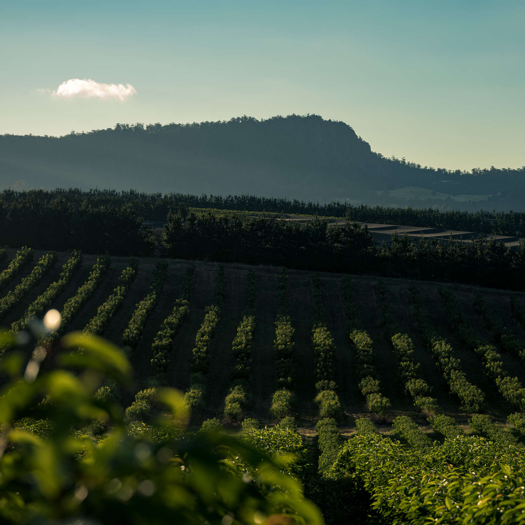 About Tasmanian Grown | Tasmanian Grown