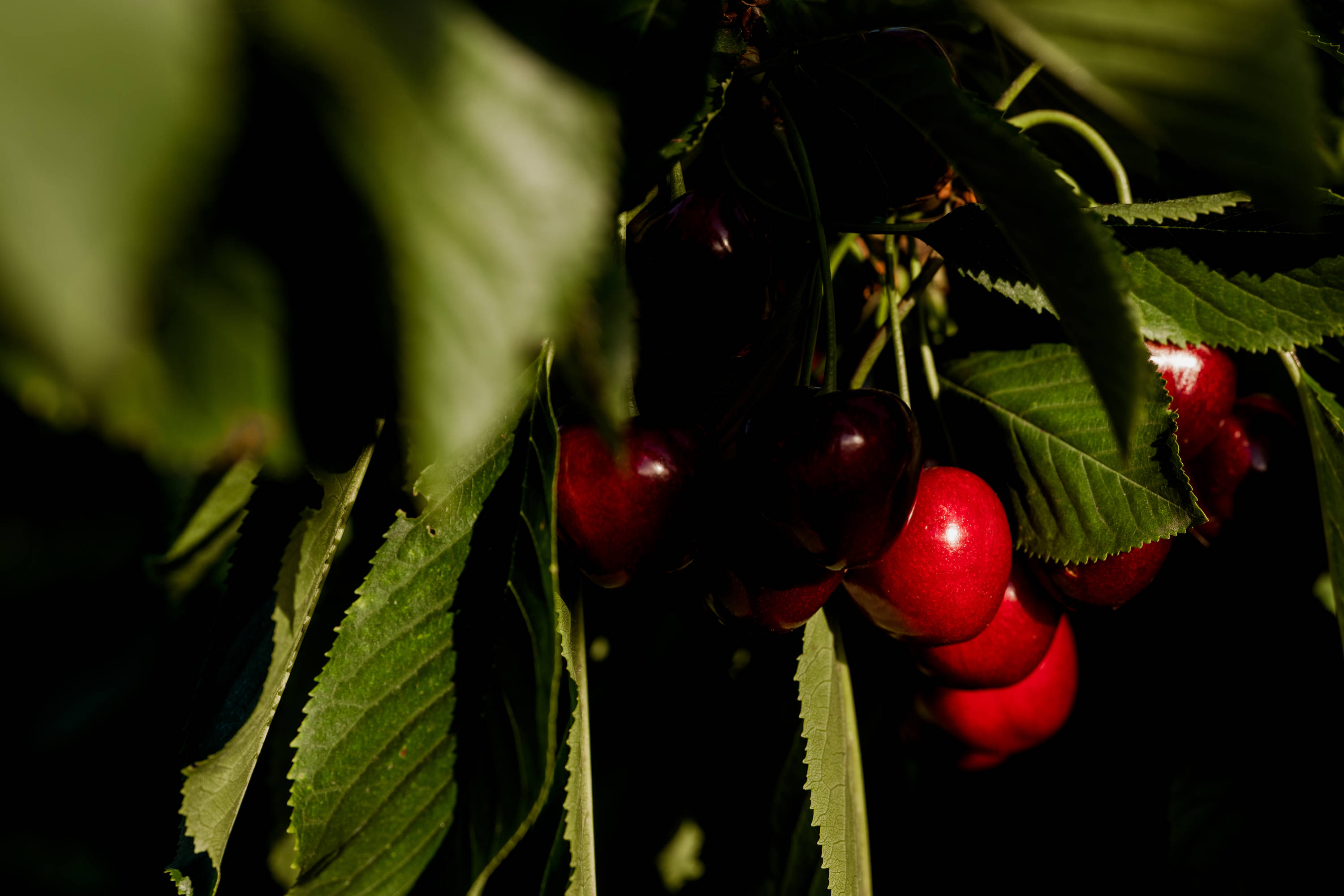 Cherries — Large, dark red & sweet | Tasmanian Grown