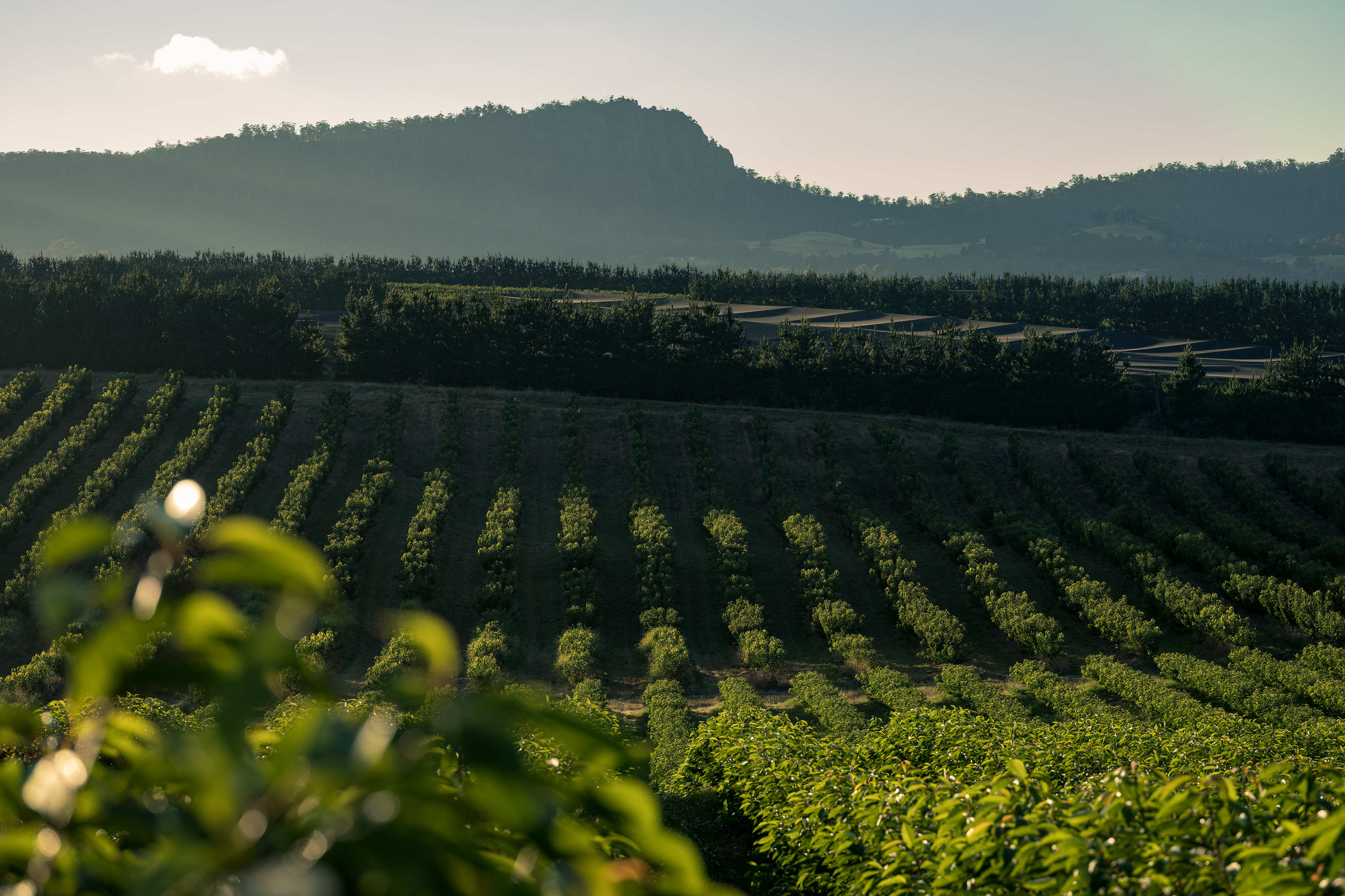 Cherries — Large, dark red & sweet | Tasmanian Grown