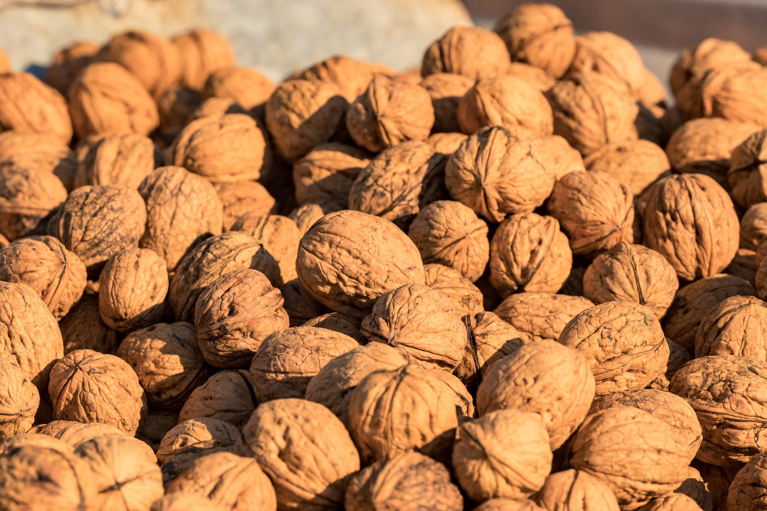 Walnuts — Golden, sweet and full of flavour | Tasmanian Grown