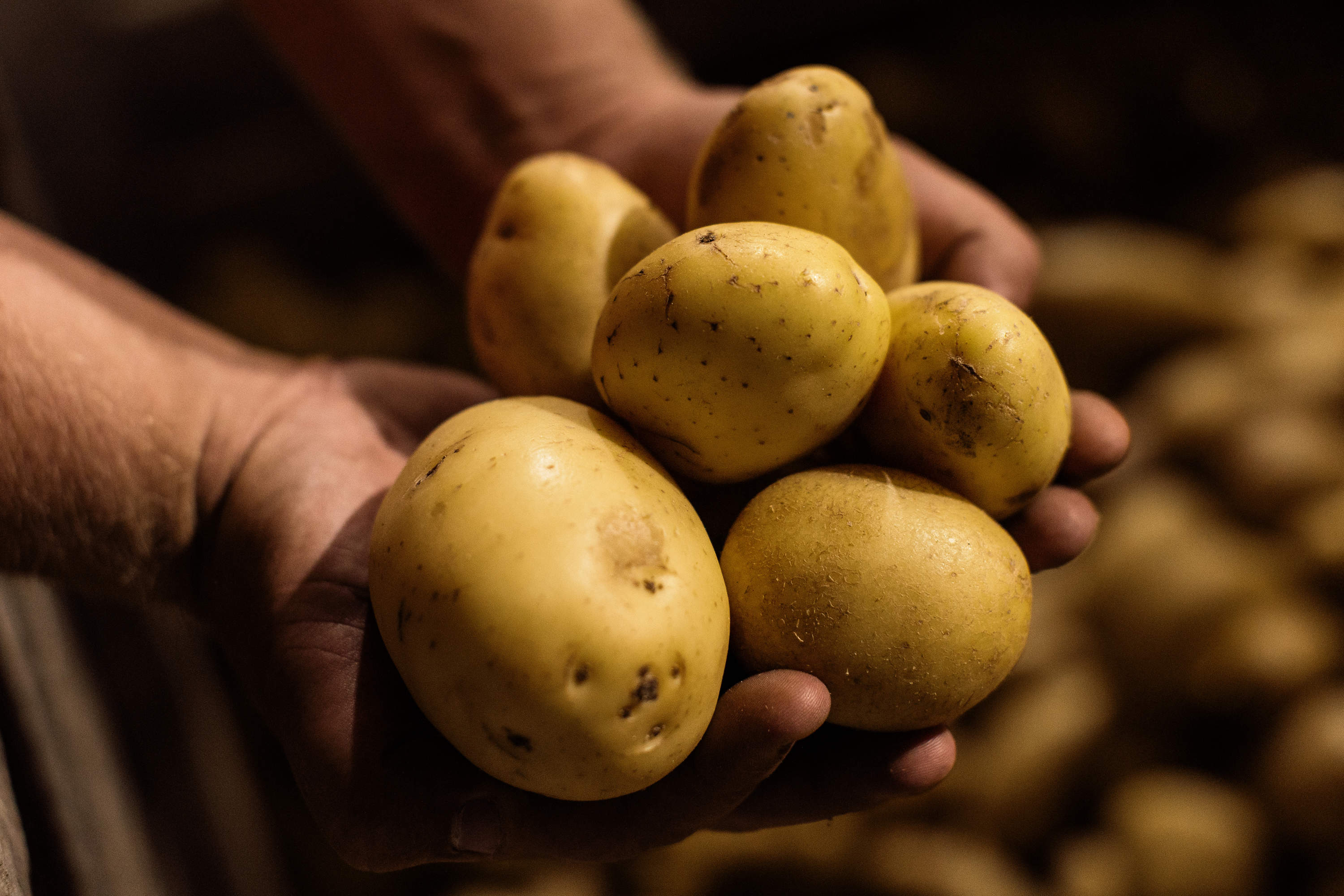 Potatoes — Rich buttery, firm flesh | Tasmanian Grown