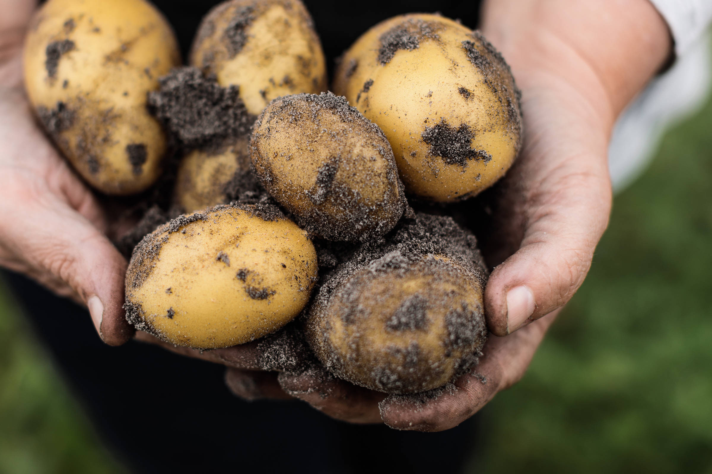 Potatoes — Rich buttery, firm flesh | Tasmanian Grown