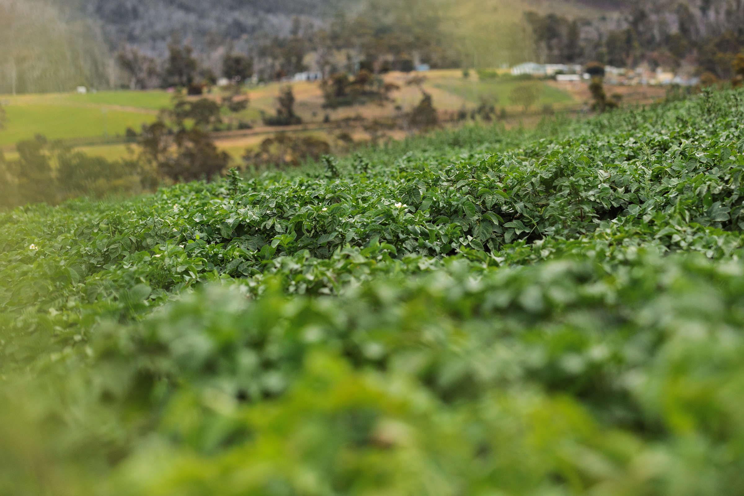 Potatoes — Rich buttery, firm flesh | Tasmanian Grown