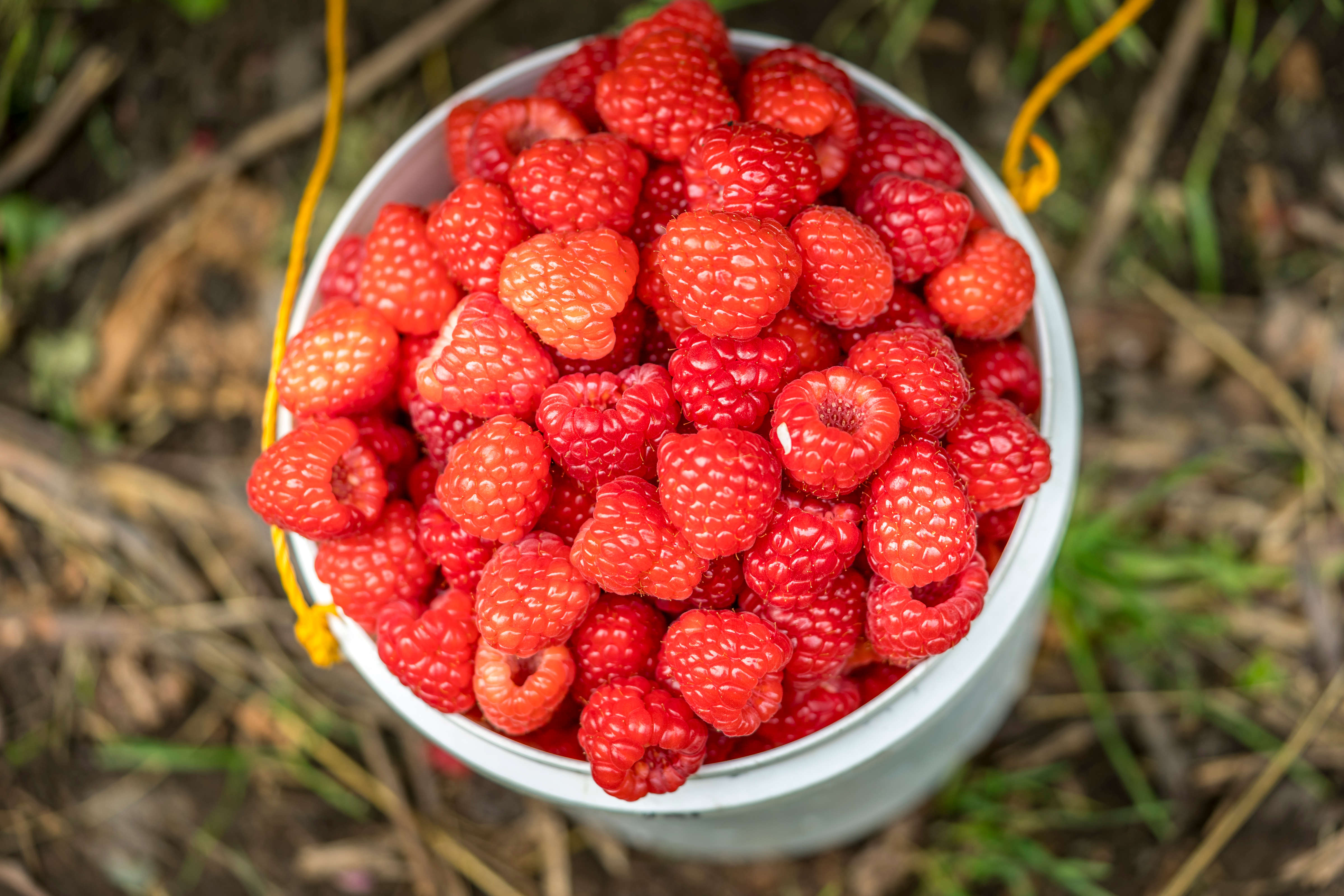 Raspberries — Plump, large and sweet | Tasmanian Grown