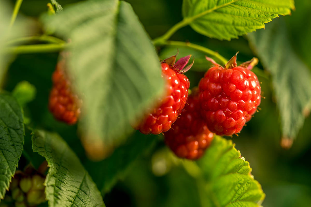 Raspberries — Plump, large and sweet | Tasmanian Grown