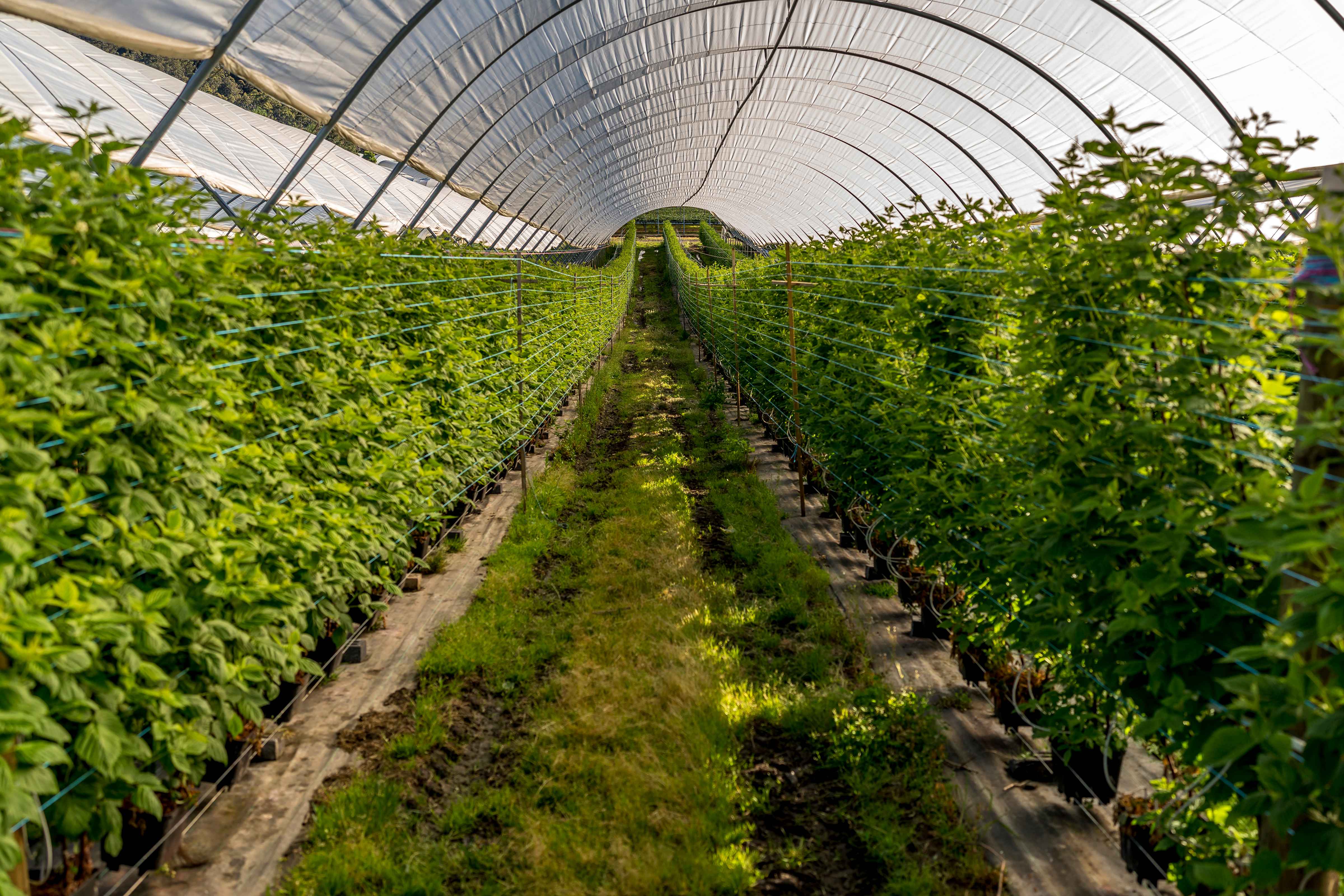Raspberries — Plump, large and sweet | Tasmanian Grown