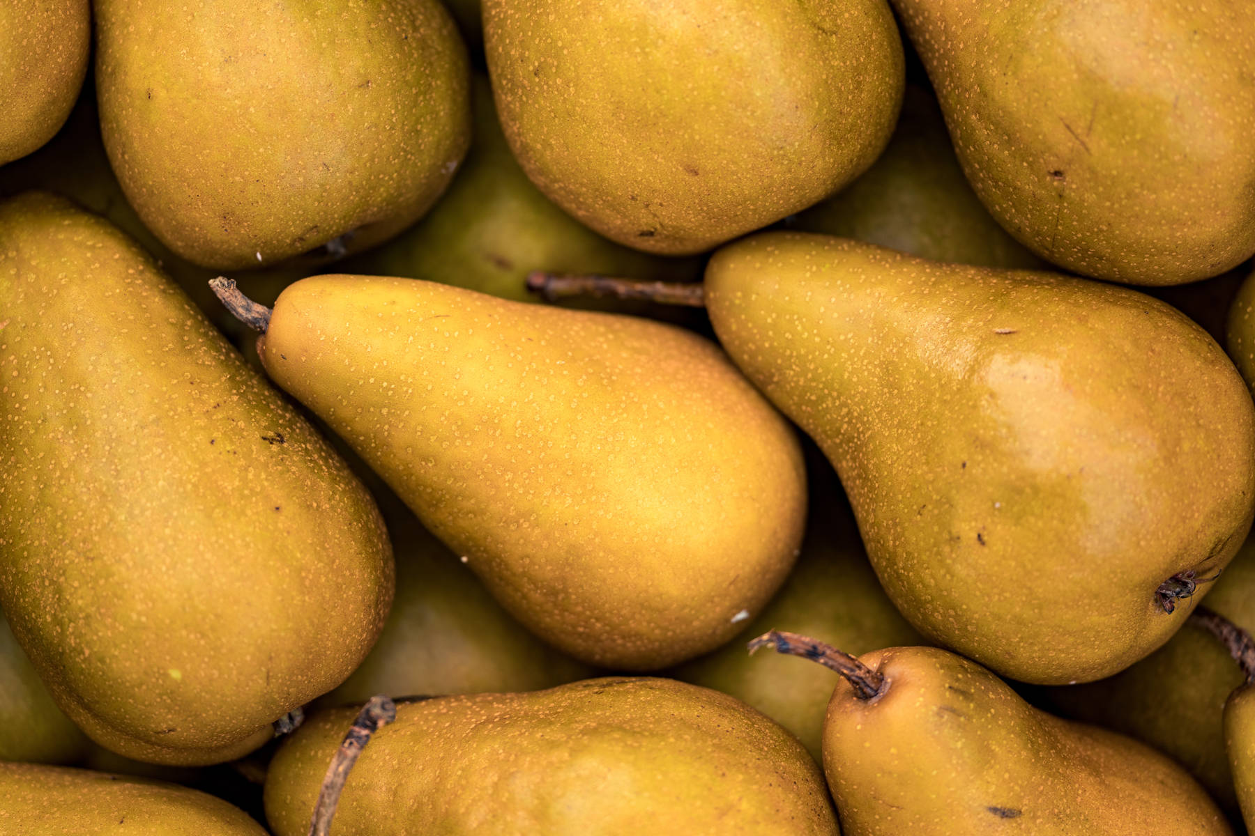 Pears — Juicy & full of flavour | Tasmanian Grown