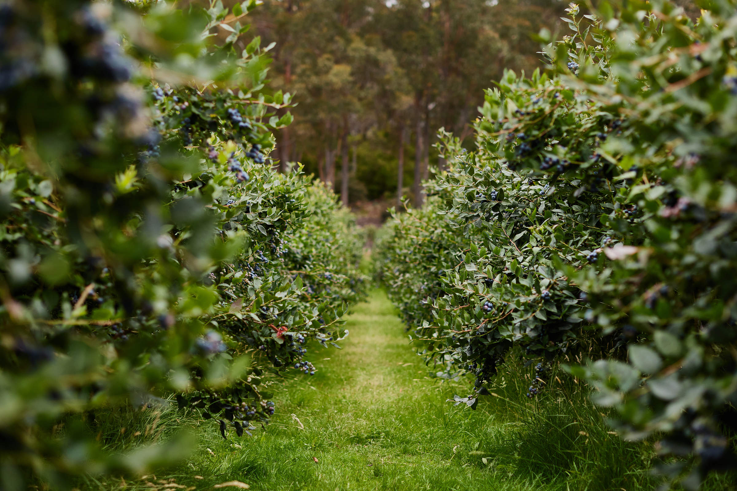 Blueberries — Plump, juicy and sweet | Tasmanian Grown