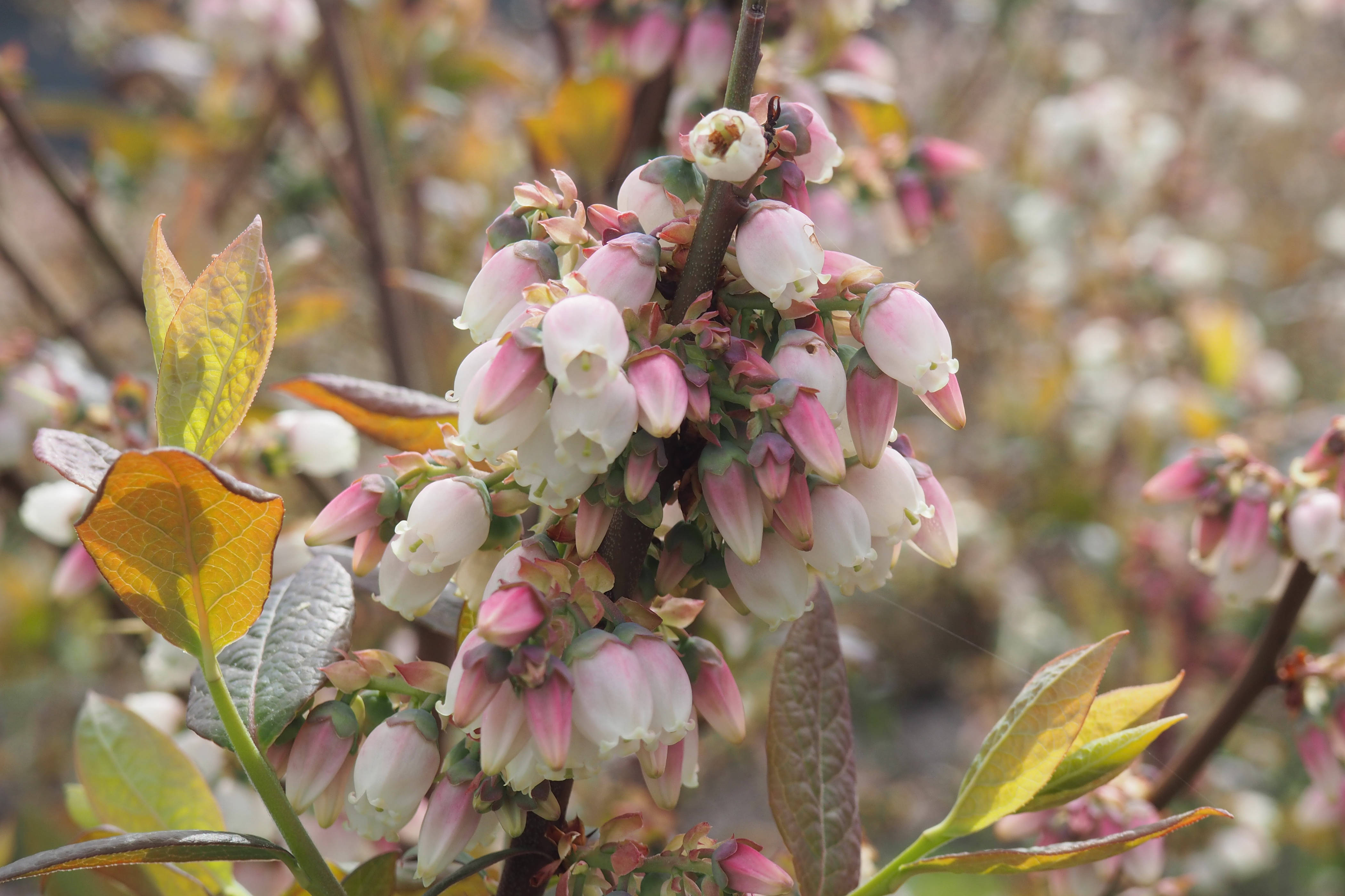 Damian Clark of Tru Blu Berries | Tasmanian Grown